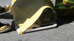 WHY CORPSES STINK - THE SCIENCE OF SMELL - Dying Words