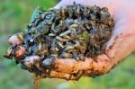 WHY CORPSES STINK - THE SCIENCE OF SMELL - Dying Words